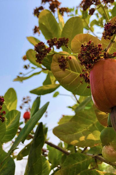 Noix de cajou, Anacardier : planter, cultiver, récolter