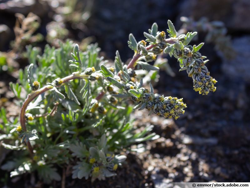 Génépi bleu, Génépi mâle, Génépi noir, Génépi vrai : planter, cultiver ...