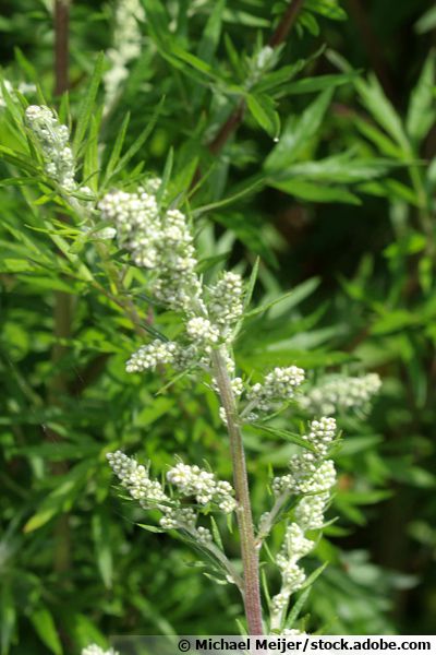 Armoise commune, Armoise citronnelle : planter, cultiver, récolter