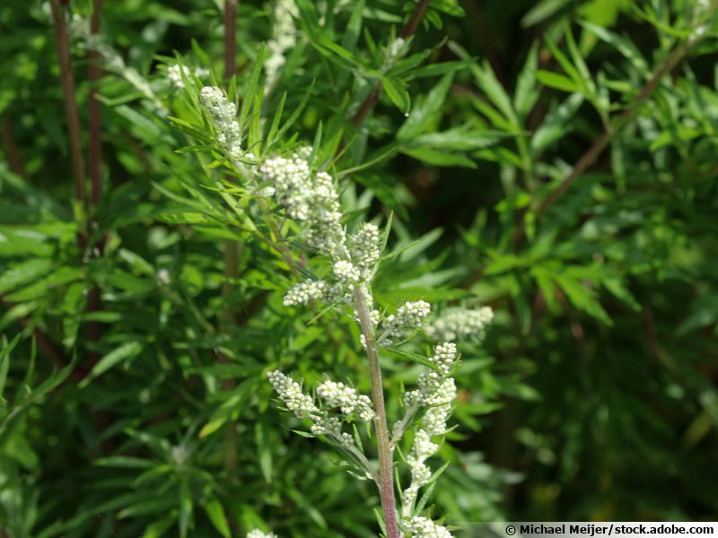 Armoise commune, Armoise citronnelle : planter, cultiver, récolter