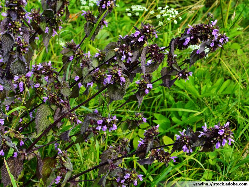 Ballote noire, Ballote fétide, Marrube noir : planter, cultiver, récolter