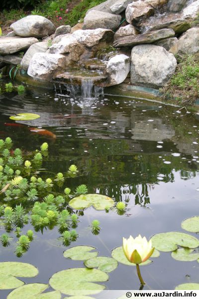 L'écosystème du bassin