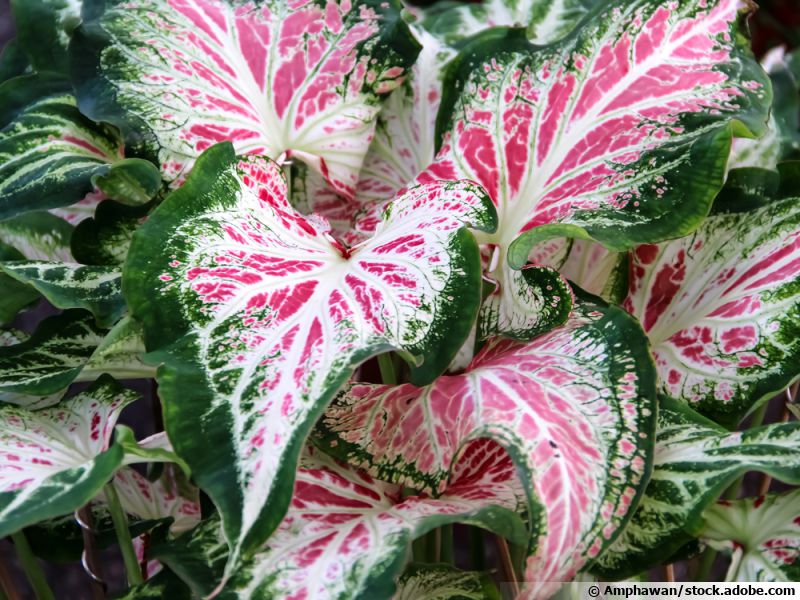 Caladium bicolore, Ailes d'ange, Caladium bicolor : planter, cultiver, multiplier