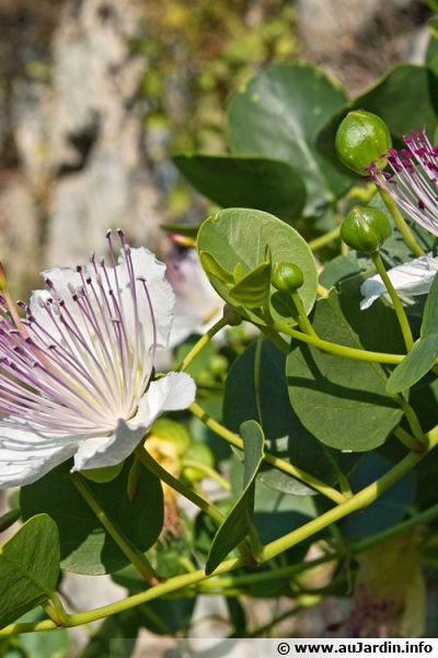 Les câpres, de la culture à la cuisine