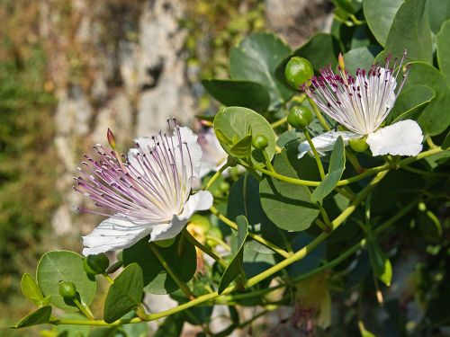 Les câpres, de la culture à la cuisine