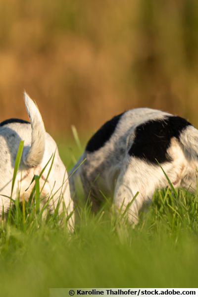 La queue du chien, que comprendre