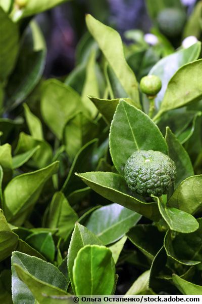 Limette, Limonette, Citron bergamote, Limettier doux, Citronnier doux ...