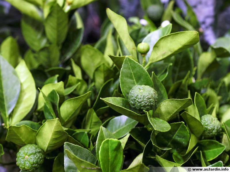 Limette, Limonette, Citron bergamote, Limettier doux, Citronnier doux ...