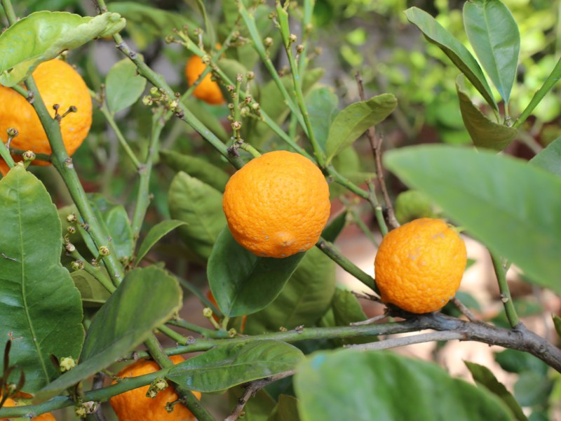 Clémentinier (Citrus clementina) : réussir la culture de la clémentine ...