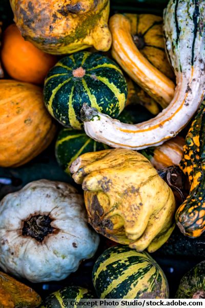 Récolter et conserver les coloquintes