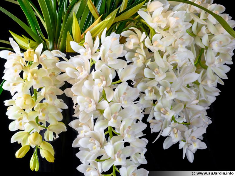 Cymbidium cascade, Cymbidium Sarah Jean 'Ice Cascade' : planter ...