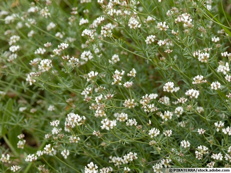 Badasse, Dorycnie à 5 feuilles, Dorycnium pentaphyllum : planter ...