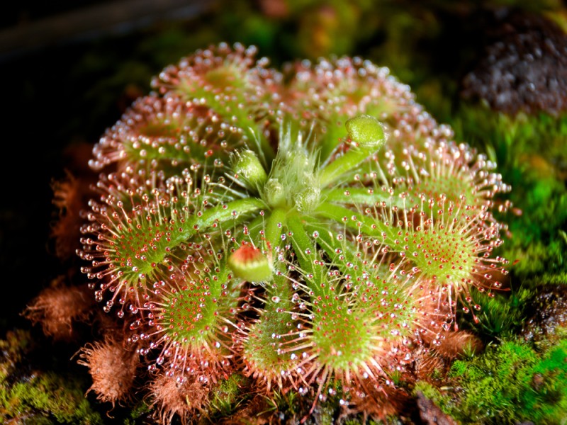 Droséra spatulé, Drosera spatulata : planter, cultiver, multiplier