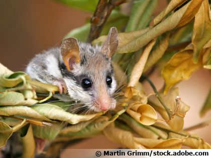Les rongeurs du jardin