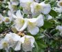 Eucryphie Rostrevor, Eucryphia x intermedia 'Rostrevor' : planter ...