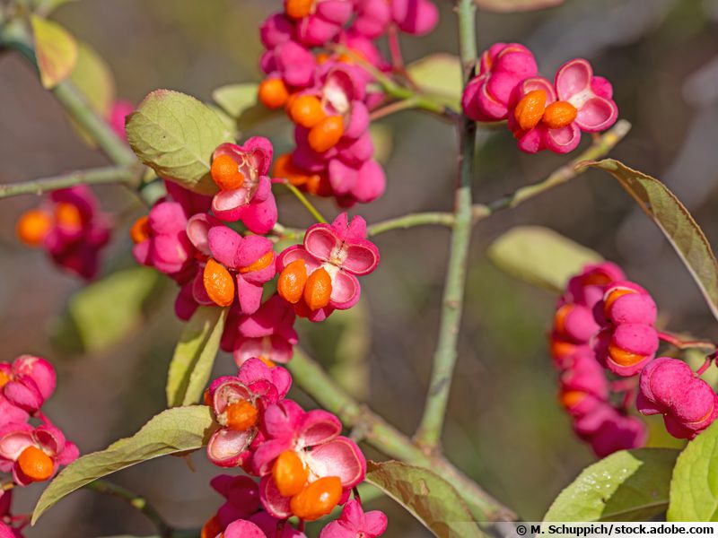 Fusain d'Europe, Euonymus europaeus : planter, cultiver, multiplier