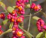 Ajonc d'Europe, Ulex europaeus : planter, cultiver, multiplier