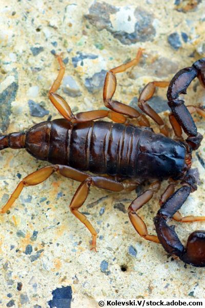 Des scorpions en France