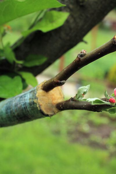 Questions fréquentes sur la greffe