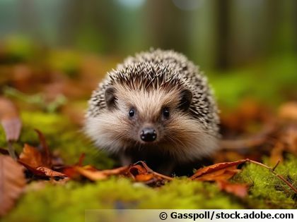 Le hérisson sur la liste rouge des espèces en danger