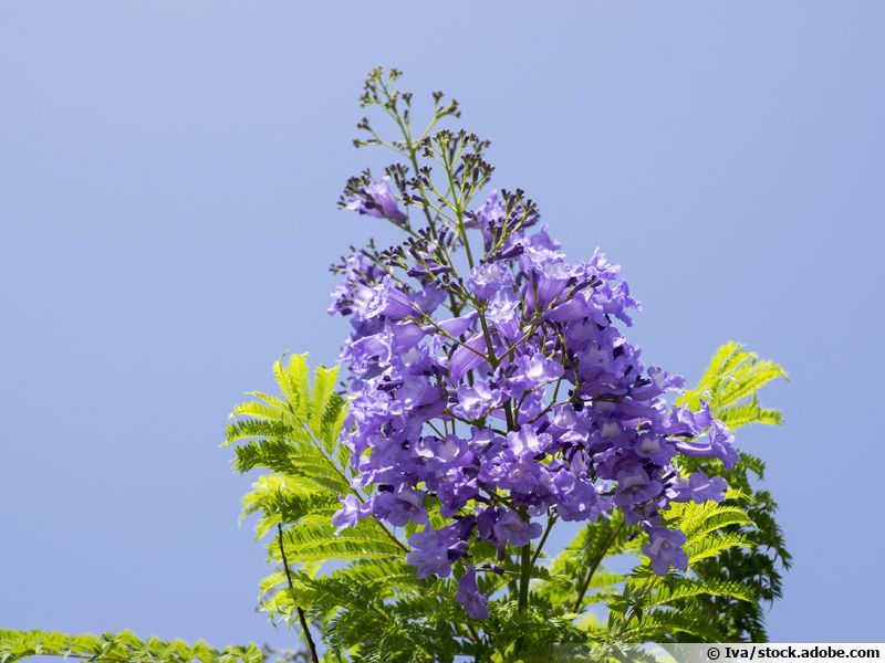 Flamboyant bleu, Jacaranda bleu, Jacaranda mimosifolia : planter ...
