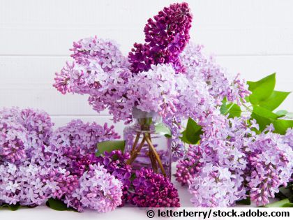 Questions fréquentes sur le lilas