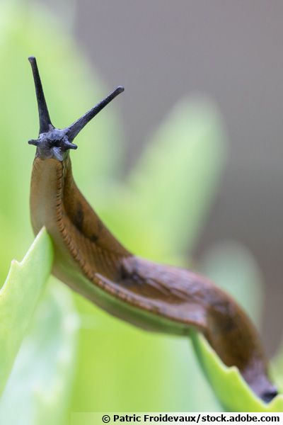 Questions fréquentes sur la limace
