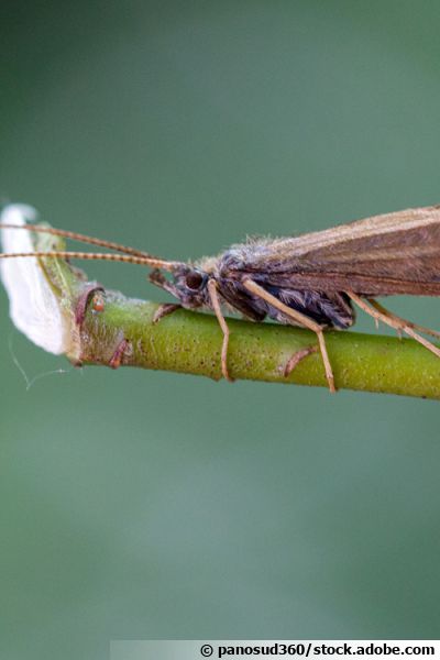 Le phrygane, le porte-bois de la mare