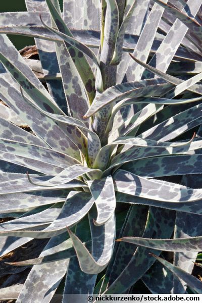 X Mangave : planter, cultiver, multiplier