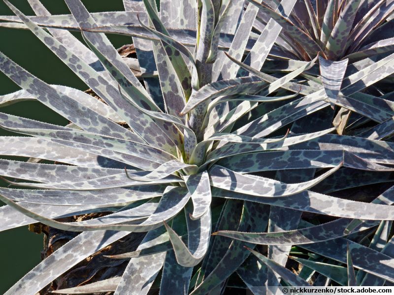 X Mangave : planter, cultiver, multiplier