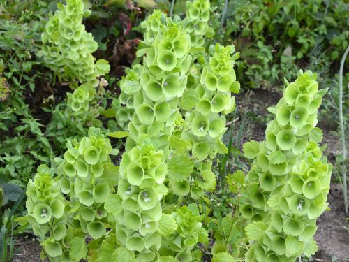 Molucelle, Clochettes d'Irlande, Molucella laevis : planter, cultiver ...