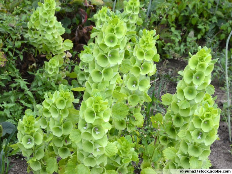 Molucelle, Clochettes d'Irlande, Molucella laevis : planter, cultiver ...