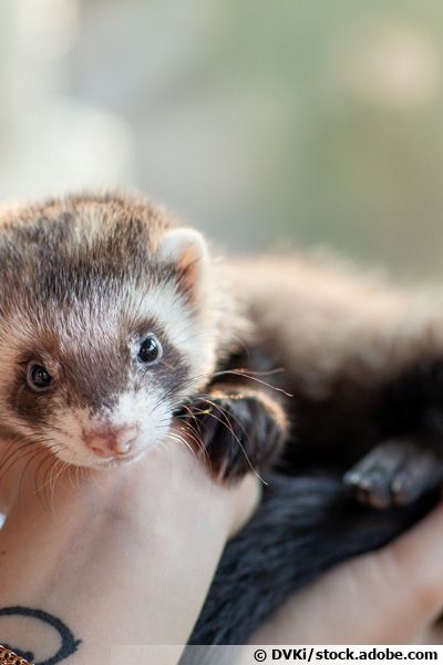 Pourquoi mon furet mord-il
