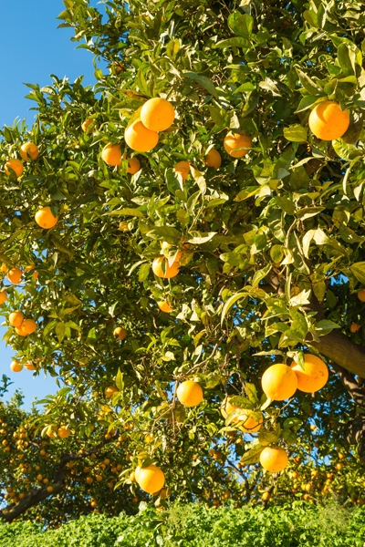 Questions fréquentes sur l'oranger