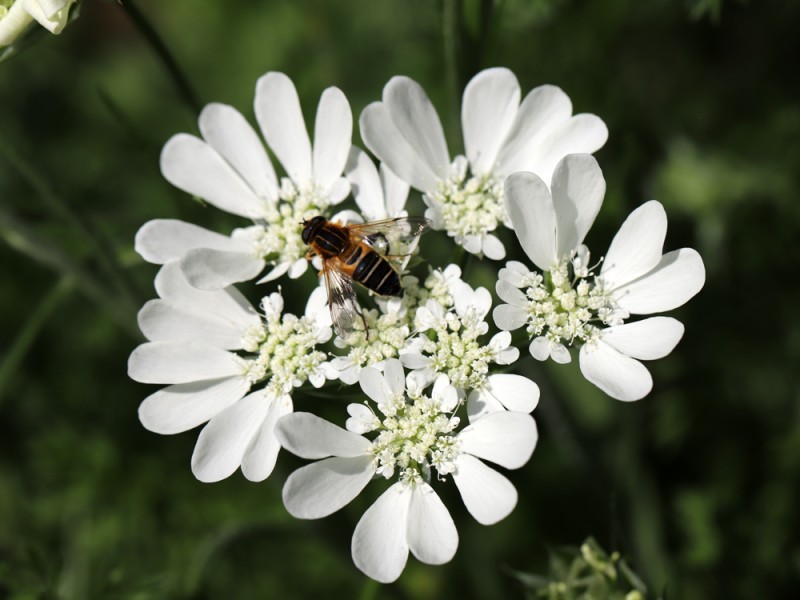 Orlaya à grandes fleurs, Orlaya grandiflora : planter, cultiver, multiplier