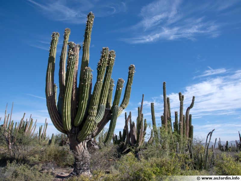 Pachycereus de Pringle, Cactus éléphant, Cardon géant, Cactus géant ...