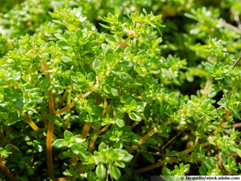 Plante feu d'artifice, Piléa à petites feuilles, Piléa à feuilles de ...