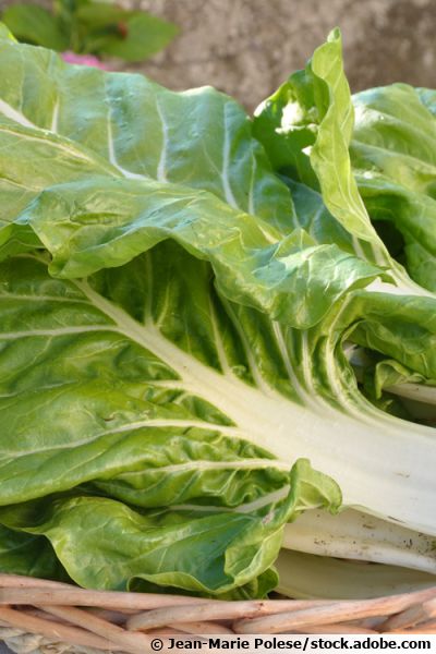 La blette, bette ou poirée, un légume méconnu avec bien des atouts