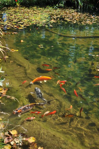 Introduire des poissons dans un bassin