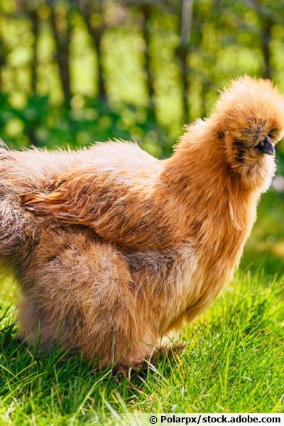 La poule de soie, un véritable animal de compagnie au plumage insolite