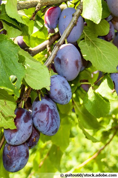 Prunier quetsche, Quetschier : planter, cultiver, récolter