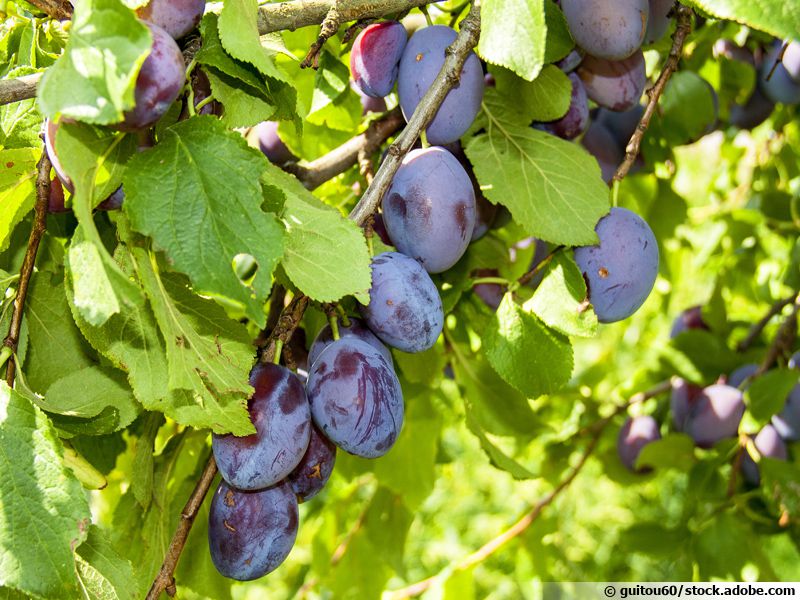 Prunier quetsche, Quetschier : planter, cultiver, récolter