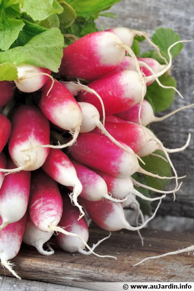 Les petits radis roses, ronds, longs, colorés ou croquants