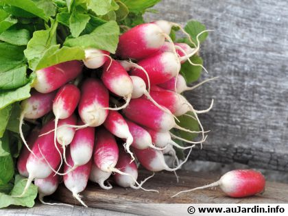 Les petits radis roses, ronds, longs, colorés ou croquants