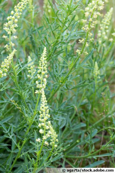Réséda jaune, Réséda sauvage Faux réséda, Reseda lutea : planter ...