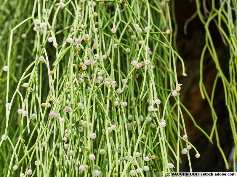 Cactus-gui, Rhipsalide à baies, Rhipsalis baccifera : planter, cultiver ...