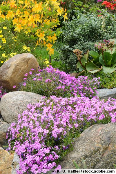 La rocaille, une évocation sauvage