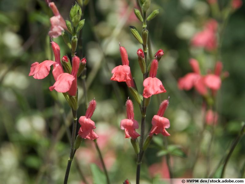 Sauge arbustive hybride, Sauge de Jame, Salvia x jamensis : planter ...