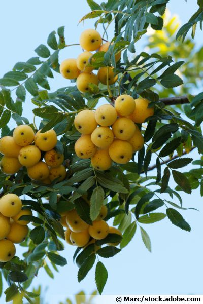 Cormier, Sorbier domestique, Sorbus domestica : planter, cultiver ...