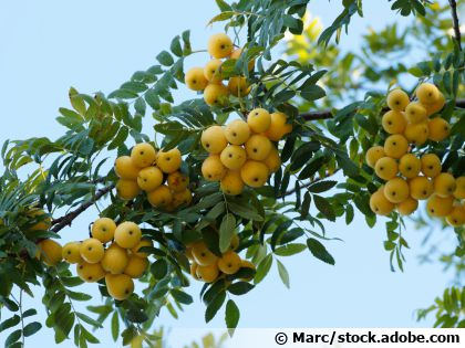 Cormier, Sorbier domestique, Sorbus domestica : planter, cultiver ...
